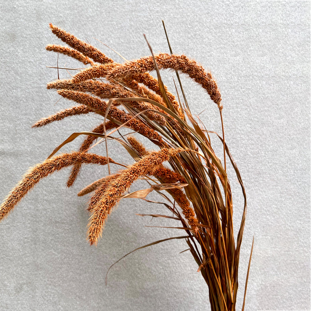 Dried Foxtail Grass (orange) – House of Kaji