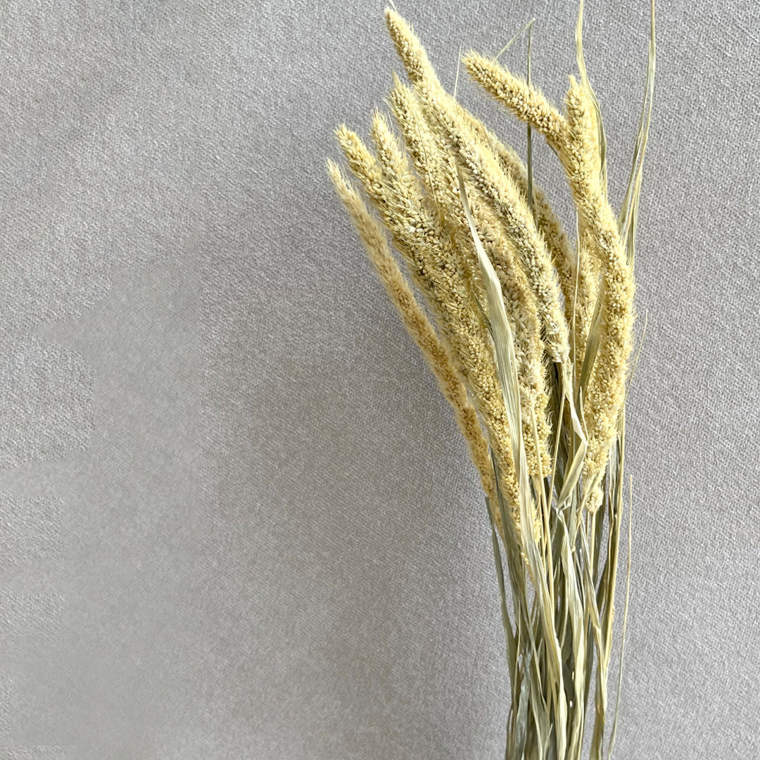 Dried Foxtail Grass (Cream) – House of Kaji